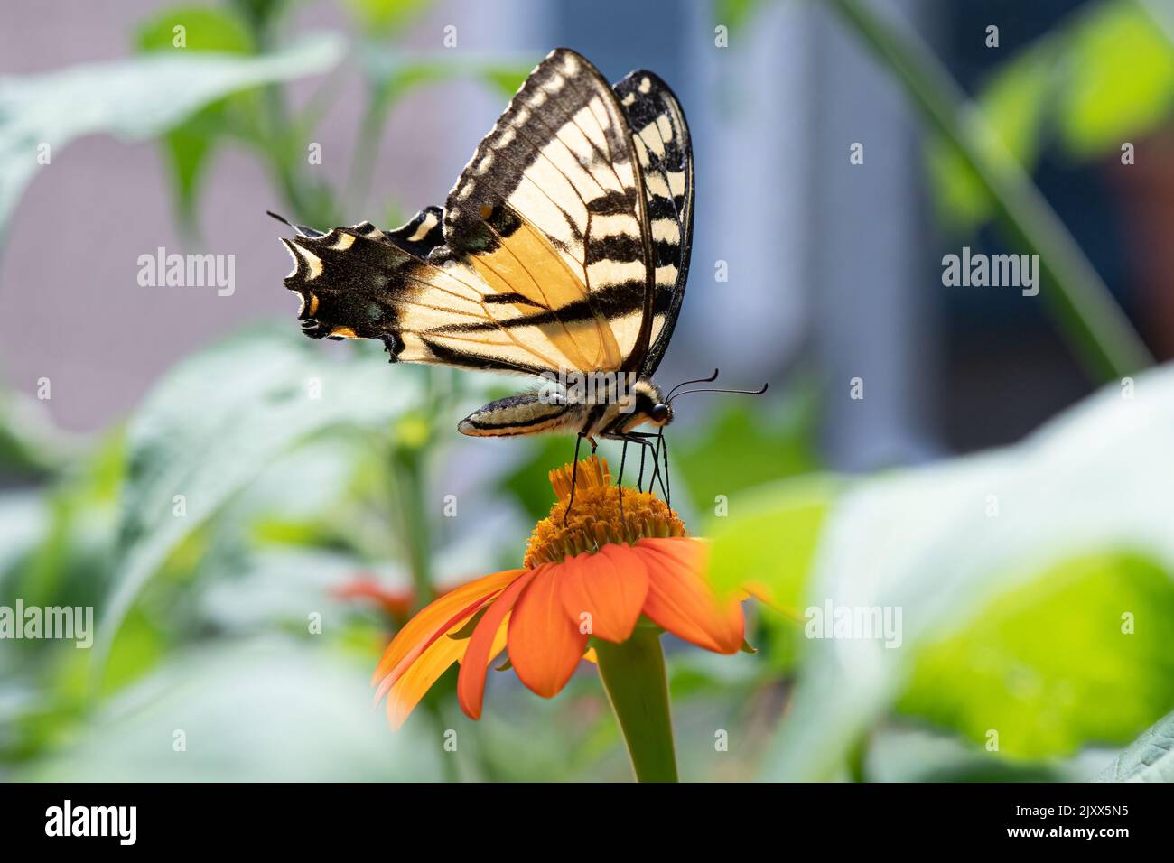 Tiger Swallowtail Butterfly on Tithonia Stock Photo - Alamy
