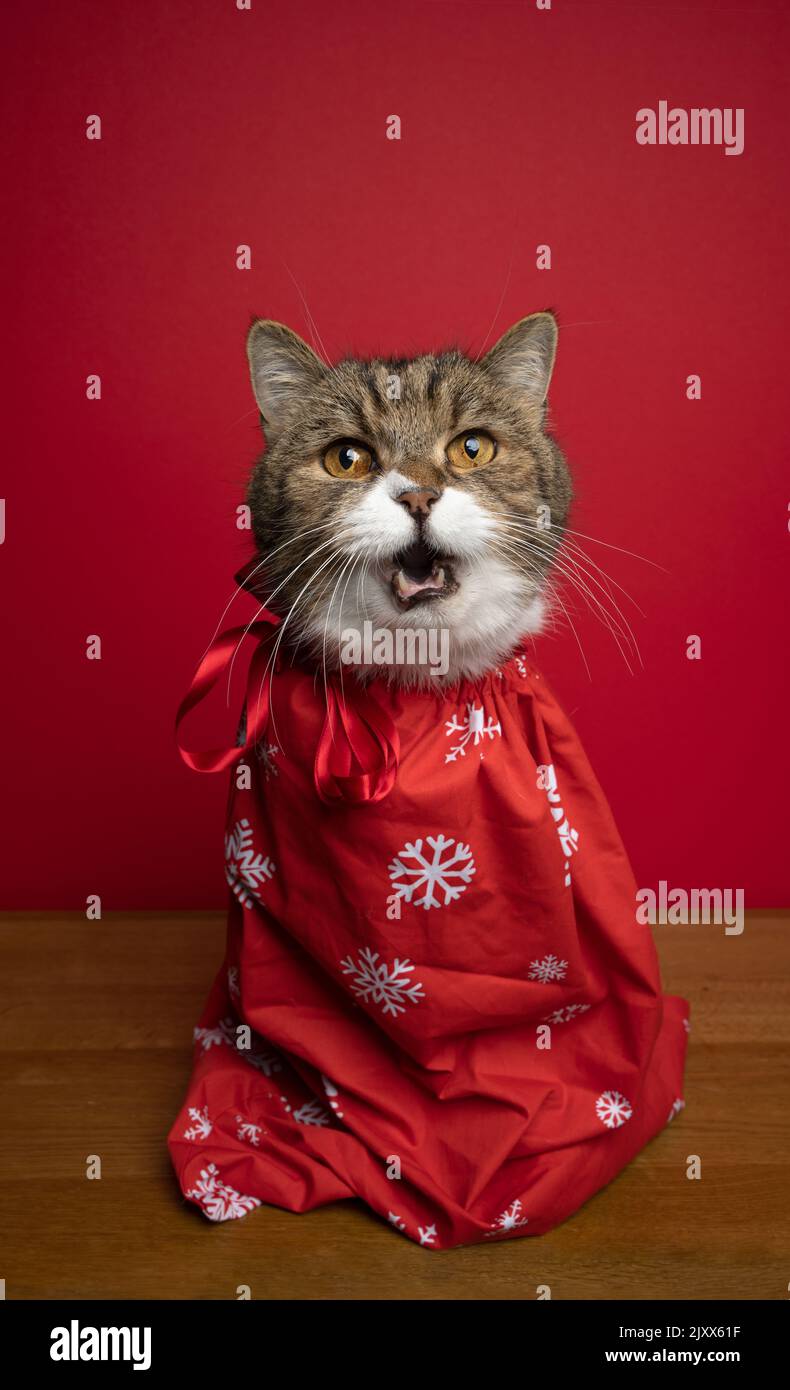 cute funny cat inside of christmas present bag or santa sack looking ...
