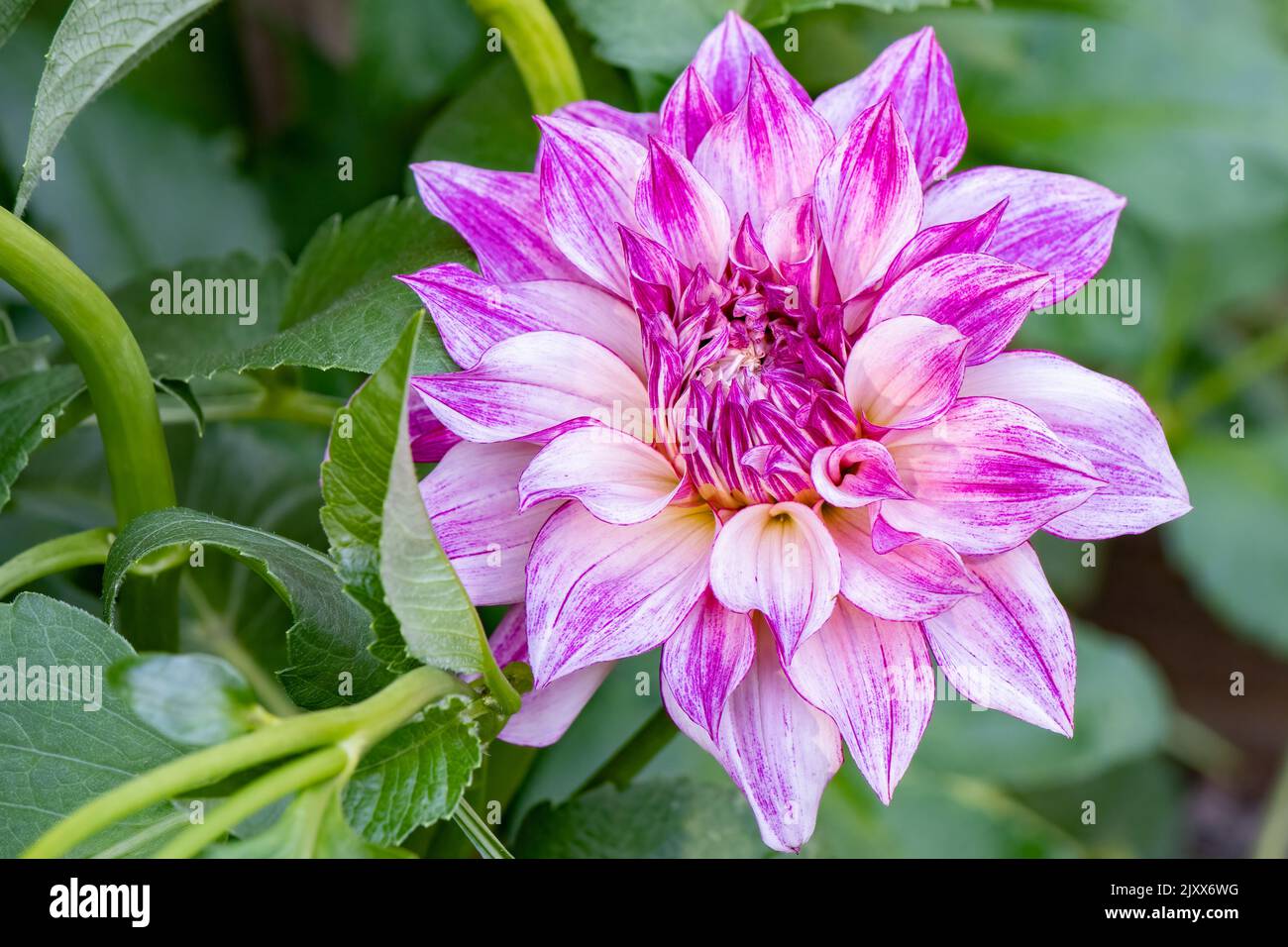 'Cafe au Lait Royal' Dahlia Stock Photo - Alamy