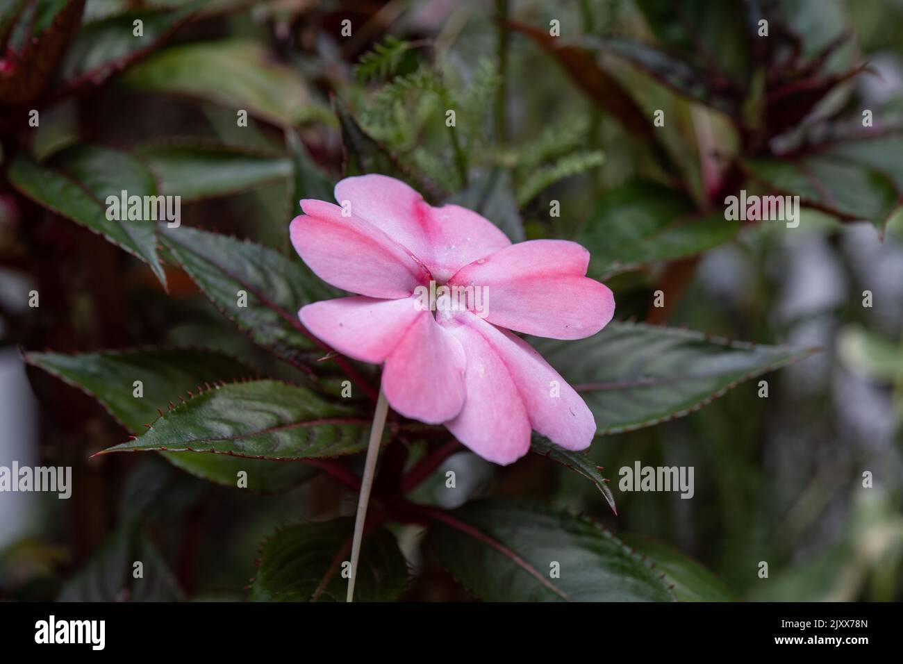 Pink impatient hi-res stock photography and images - Alamy