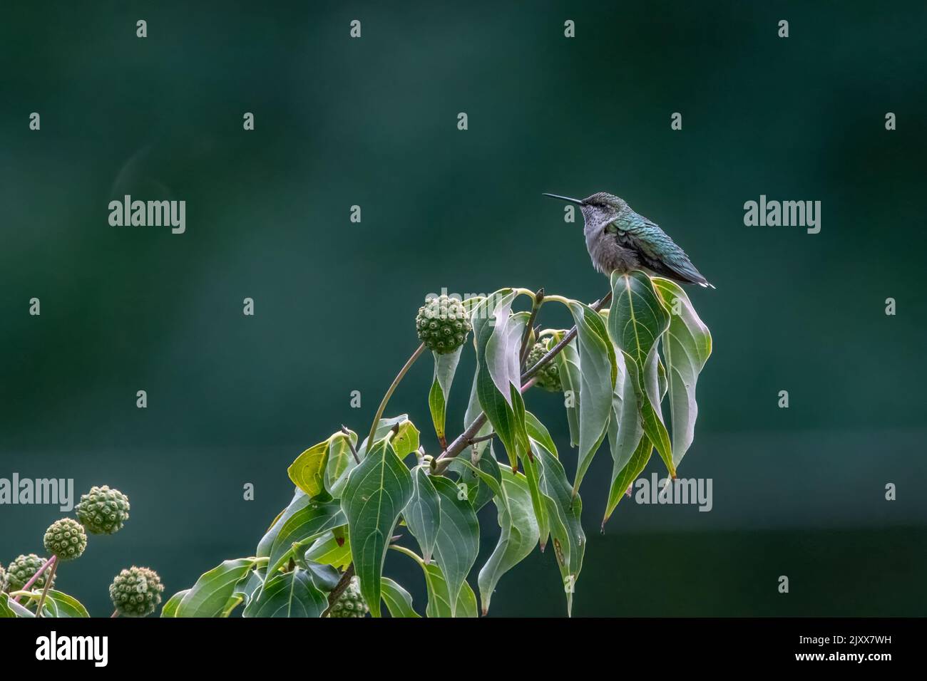 Hummingbird atop Kousa Dogwood tree Stock Photo - Alamy
