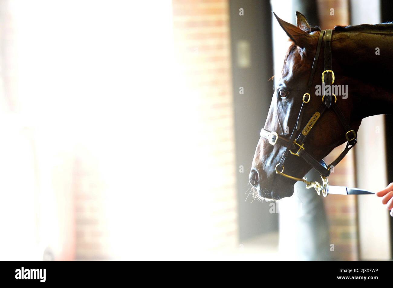 Australian racehorse Winx is seen is seen in the stables during an ...