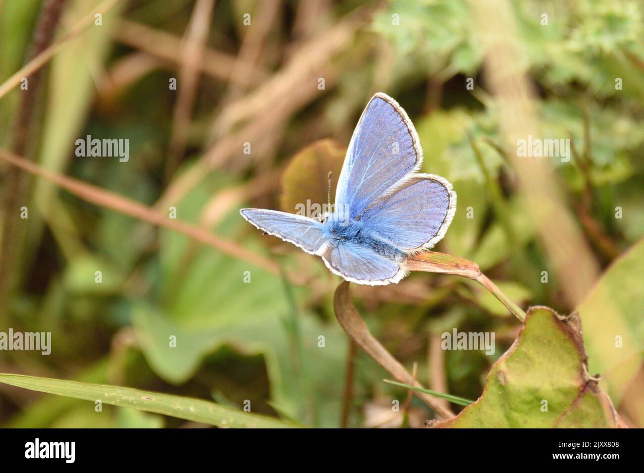 England common blue butterfly hi-res stock photography and images - Alamy