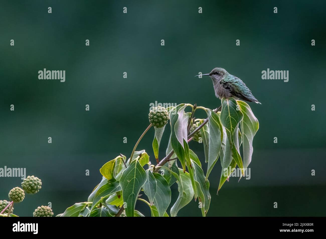 Hummingbird atop Kousa Dogwood tree Stock Photo - Alamy