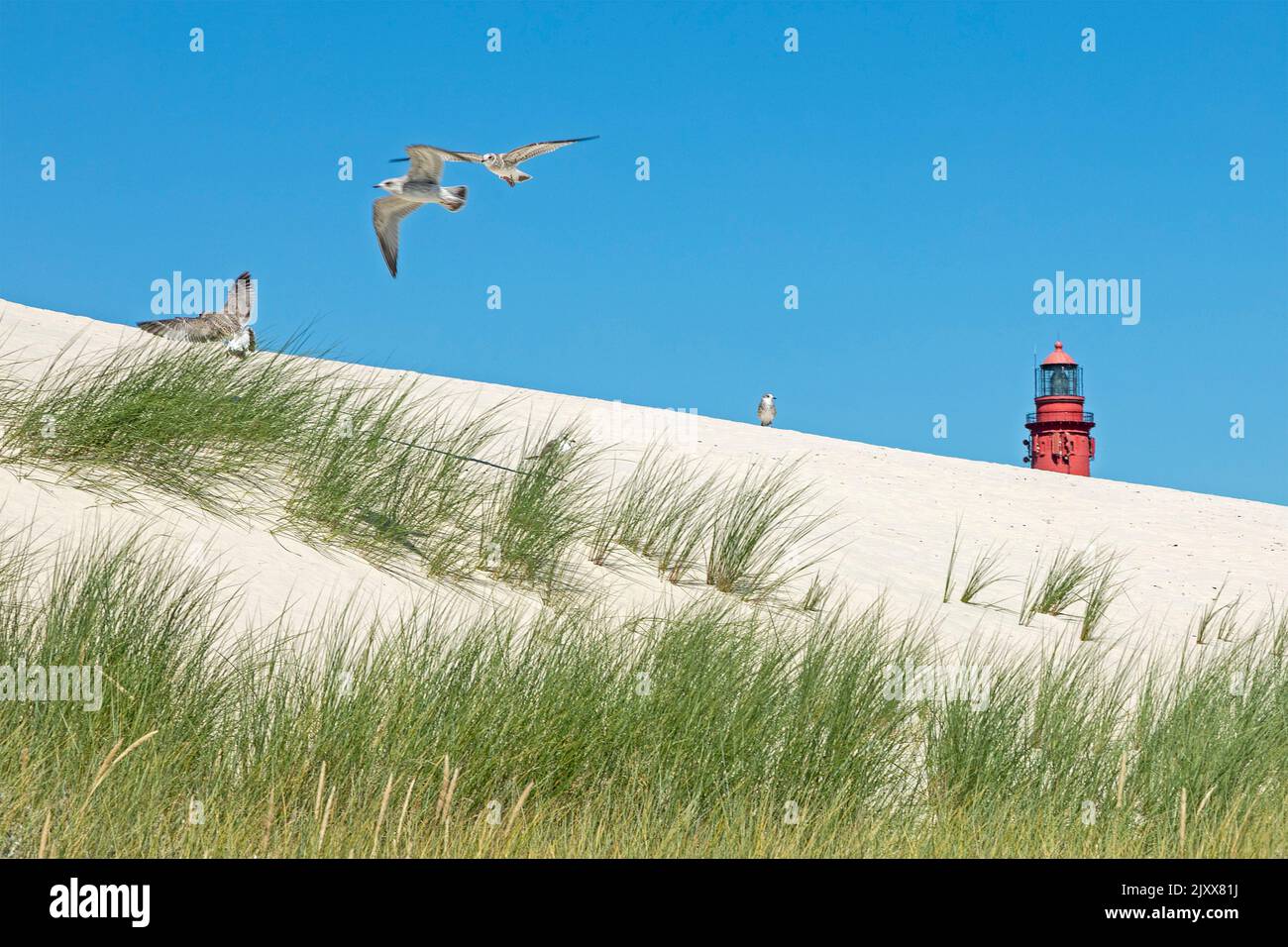 dunes, young sea gulls, lighthouse, Amrum Island, North Friesland ...