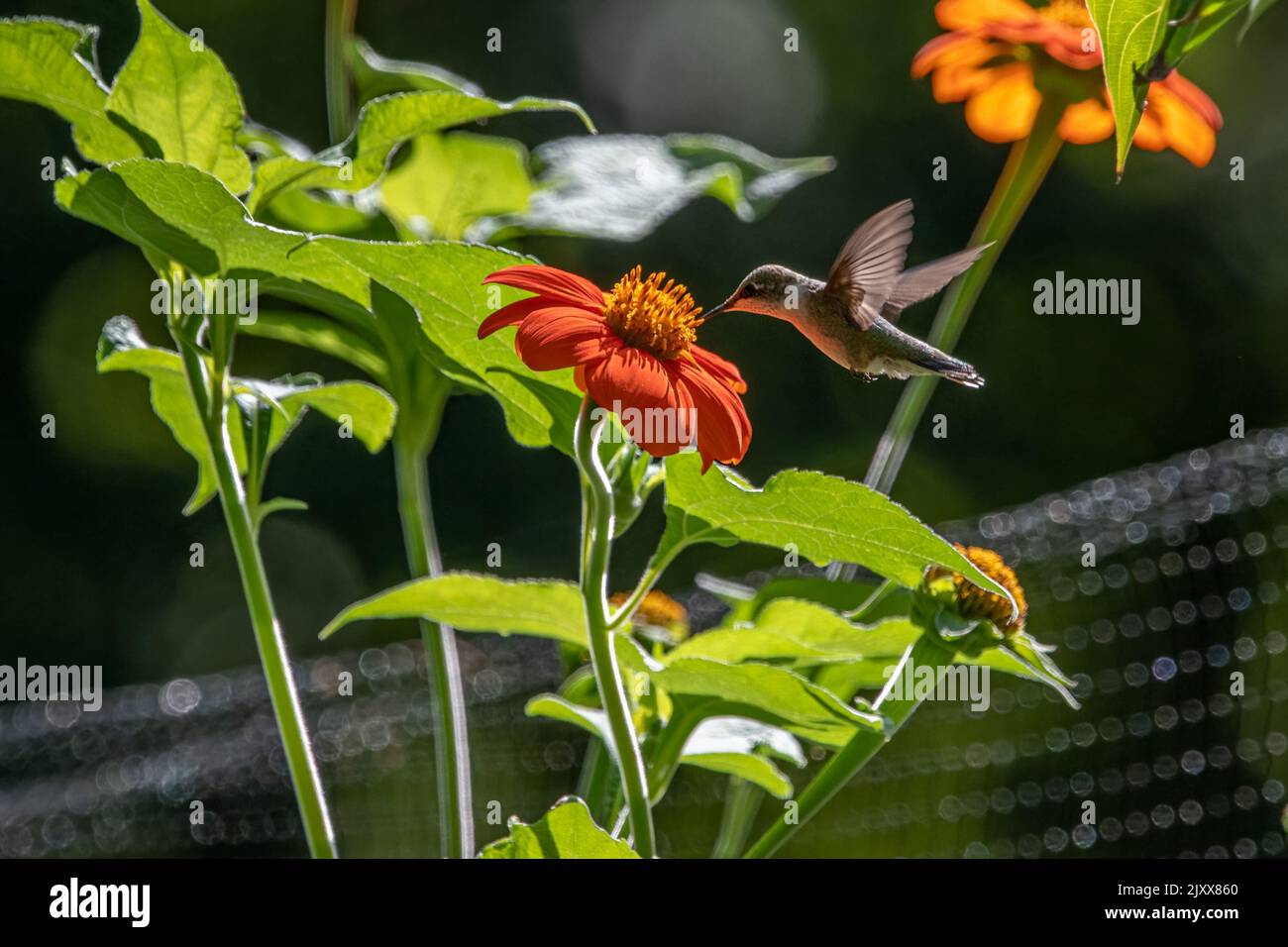 Hummingbird feeding on Mexican Sunflower Stock Photo - Alamy