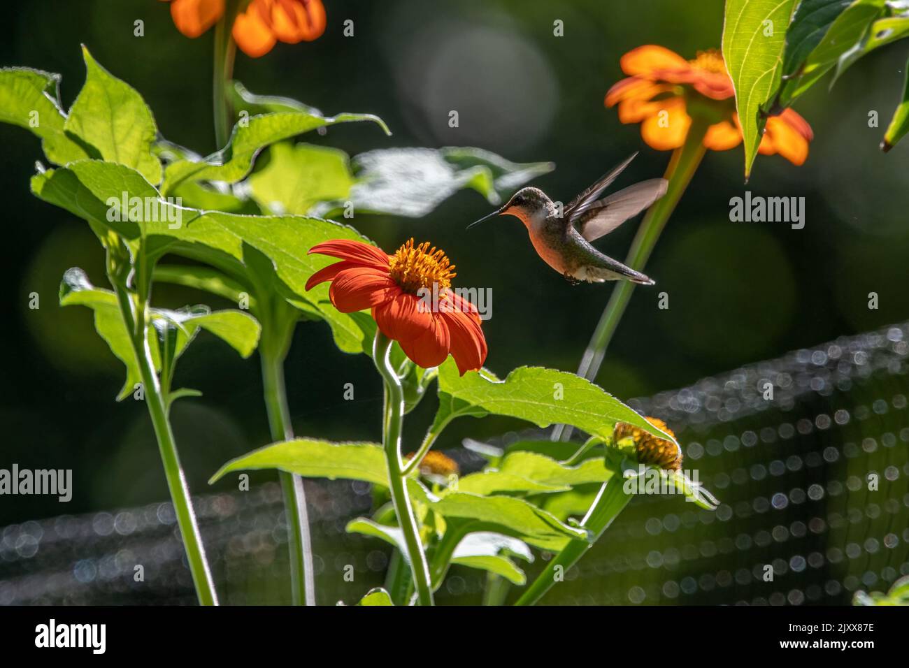 Hummingbird feeding on Mexican Sunflower Stock Photo - Alamy