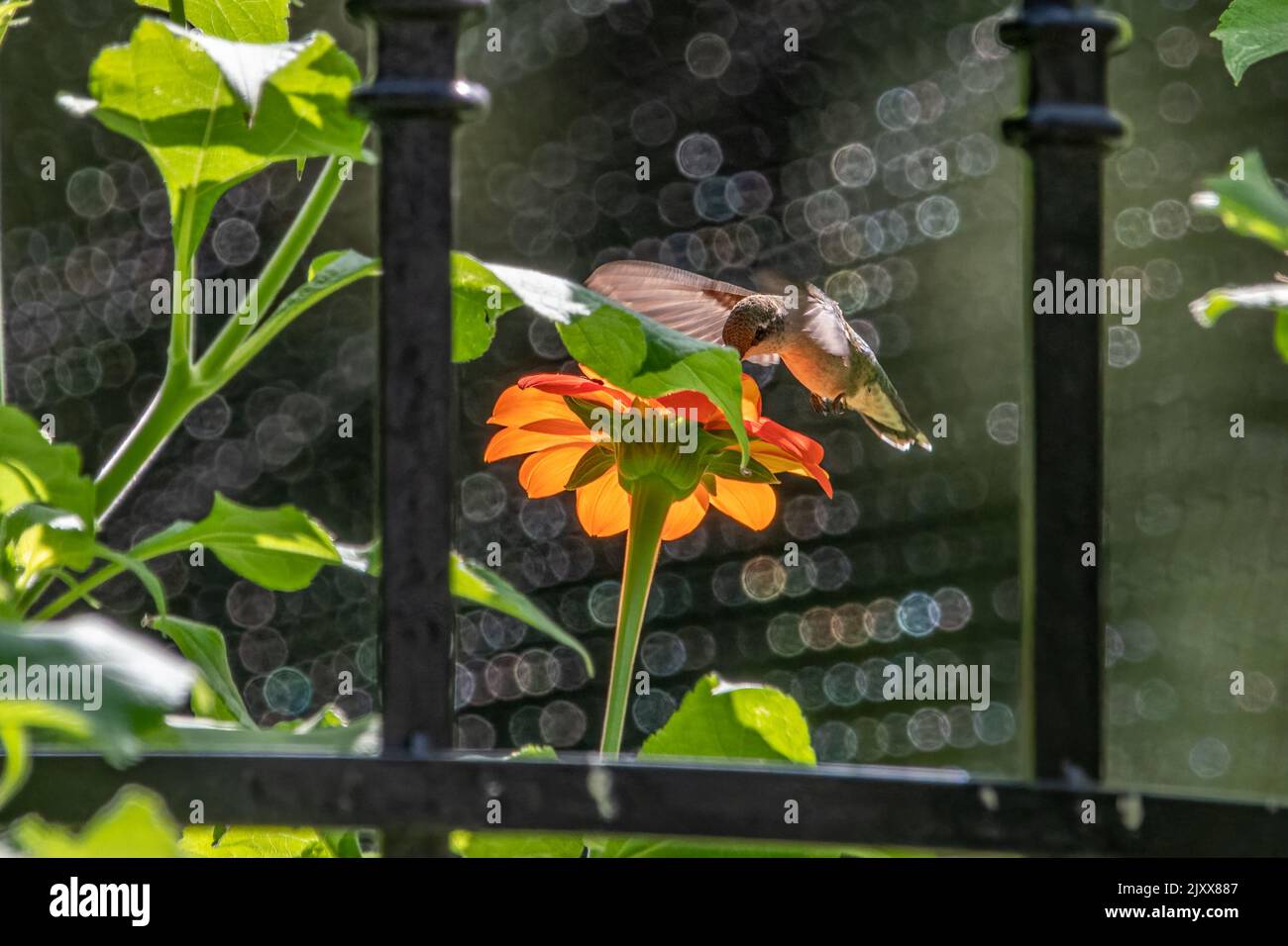 Hummingbird feeding on Mexican Sunflower Stock Photo - Alamy