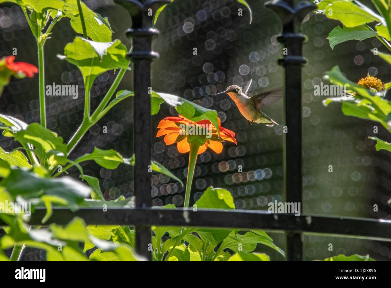 Hummingbird with sunflower hi-res stock photography and images - Alamy