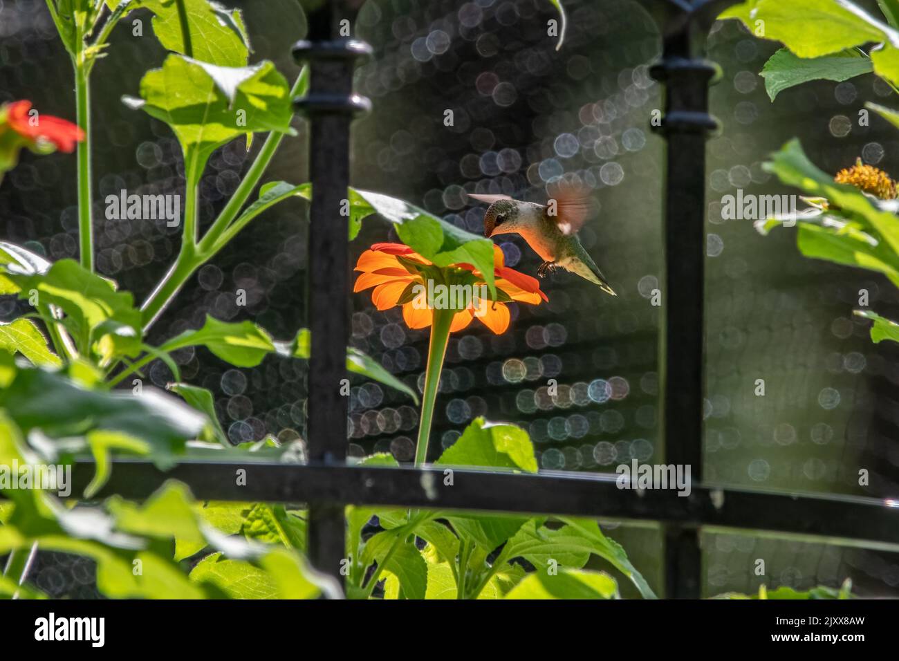 Hummingbird feeding on Mexican Sunflower Stock Photo - Alamy
