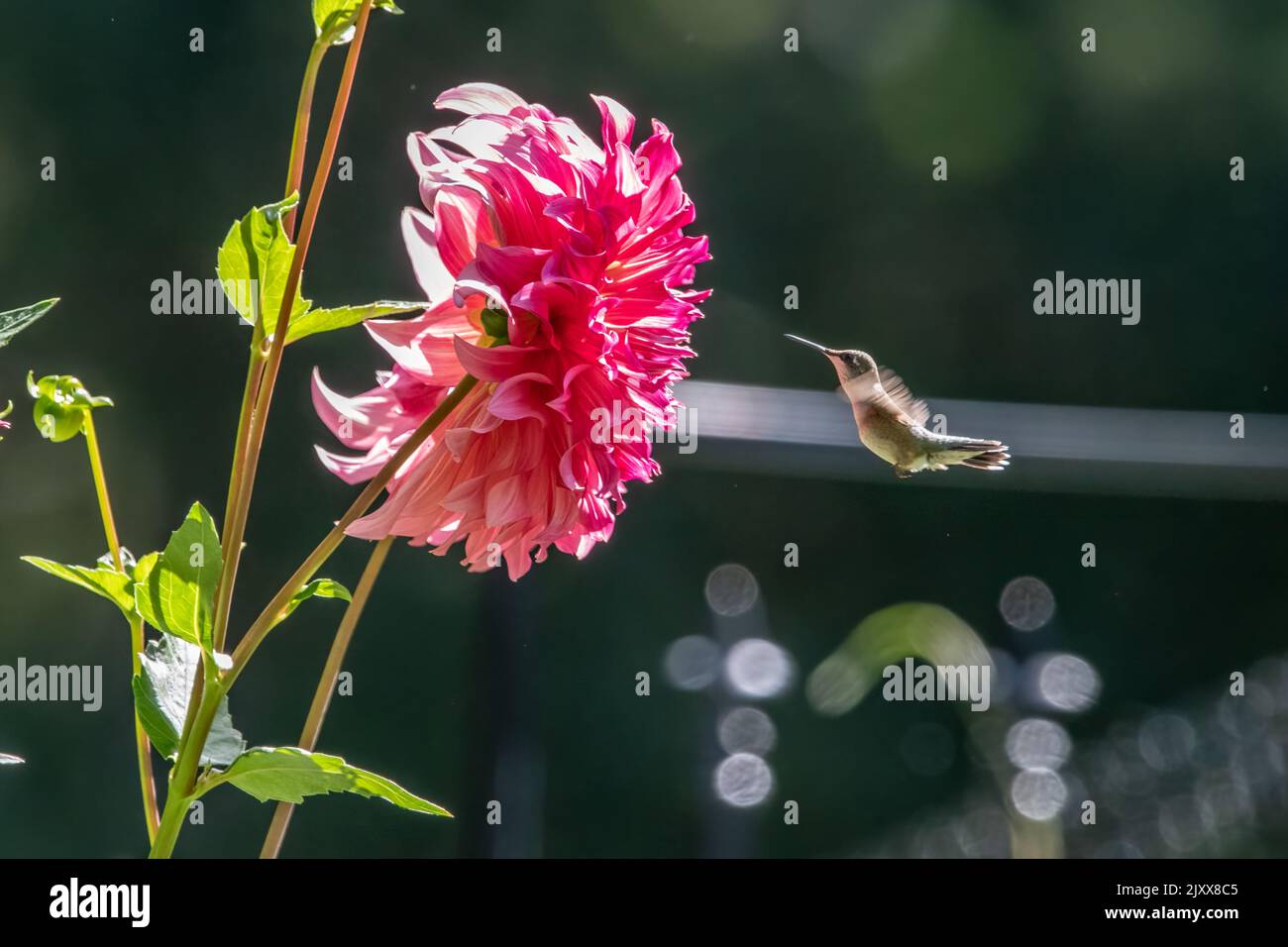 Hummingbird flying in front of dahlia flower Stock Photo - Alamy