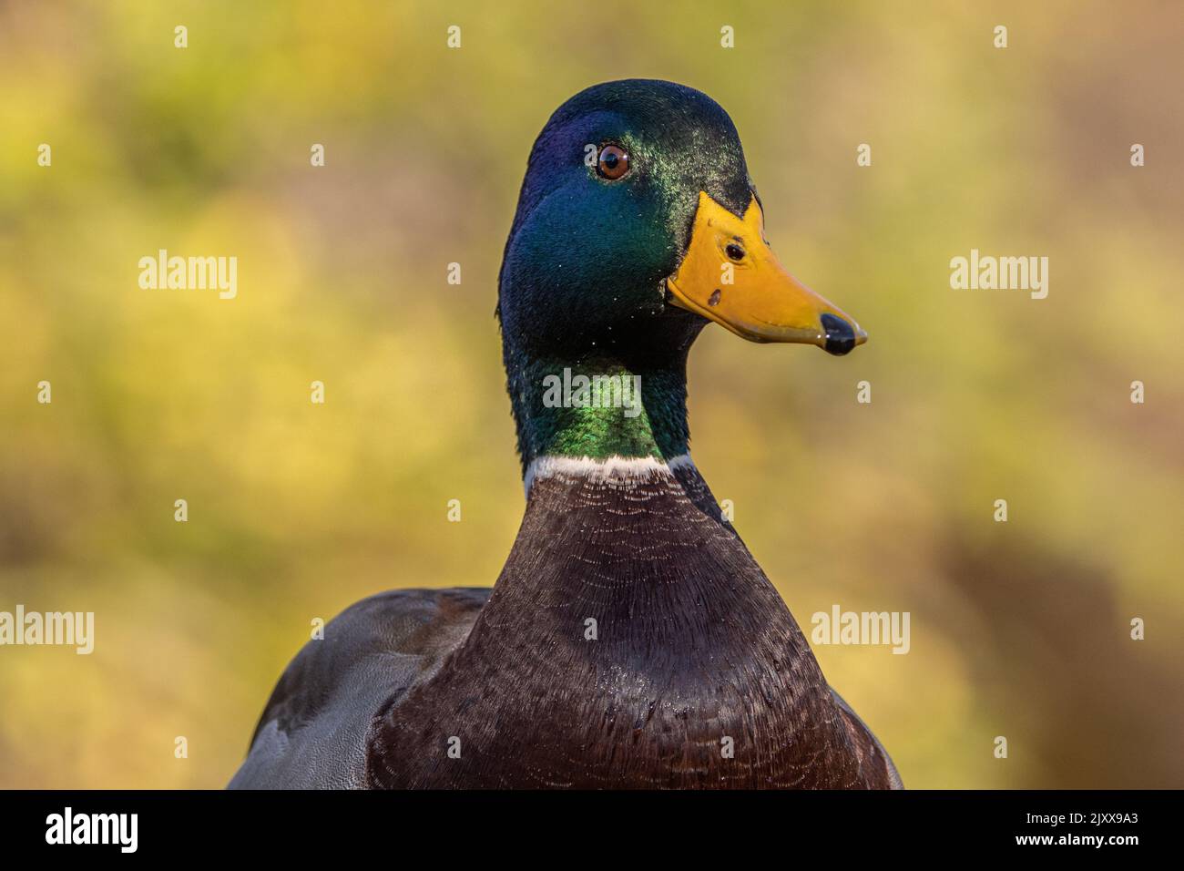 Mallard head hi-res stock photography and images - Alamy