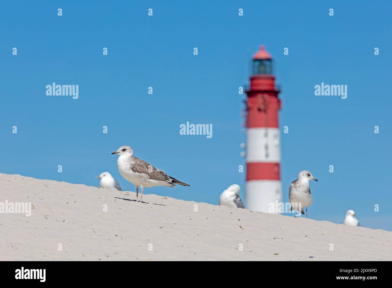dunes, young sea gulls, lighthouse, Amrum Island, North Friesland ...