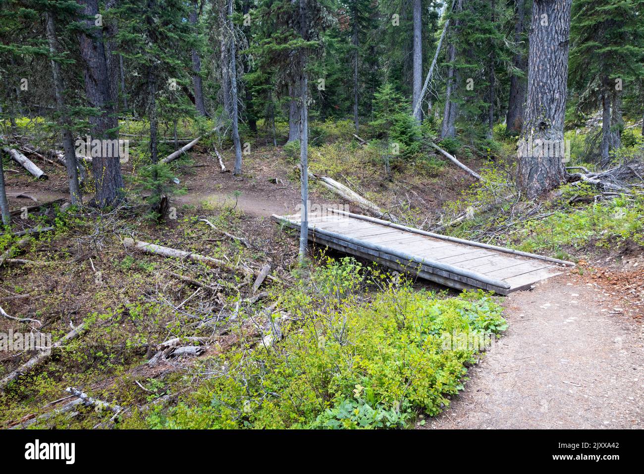 A footbridge crossing a small gully along the Jenny Lake Loop Trail ...