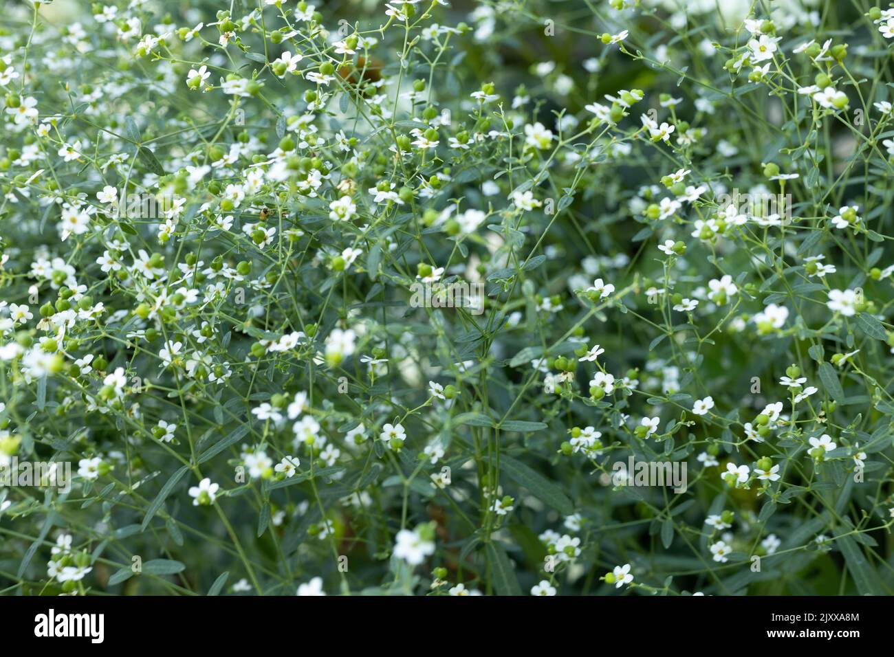 Euphorbia corollata - flowering spurge Stock Photo - Alamy