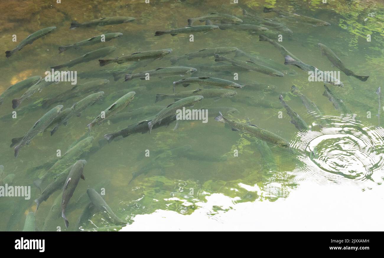 Freshwater fish in a water reservoir. Lots of fish in the shoal. A ...