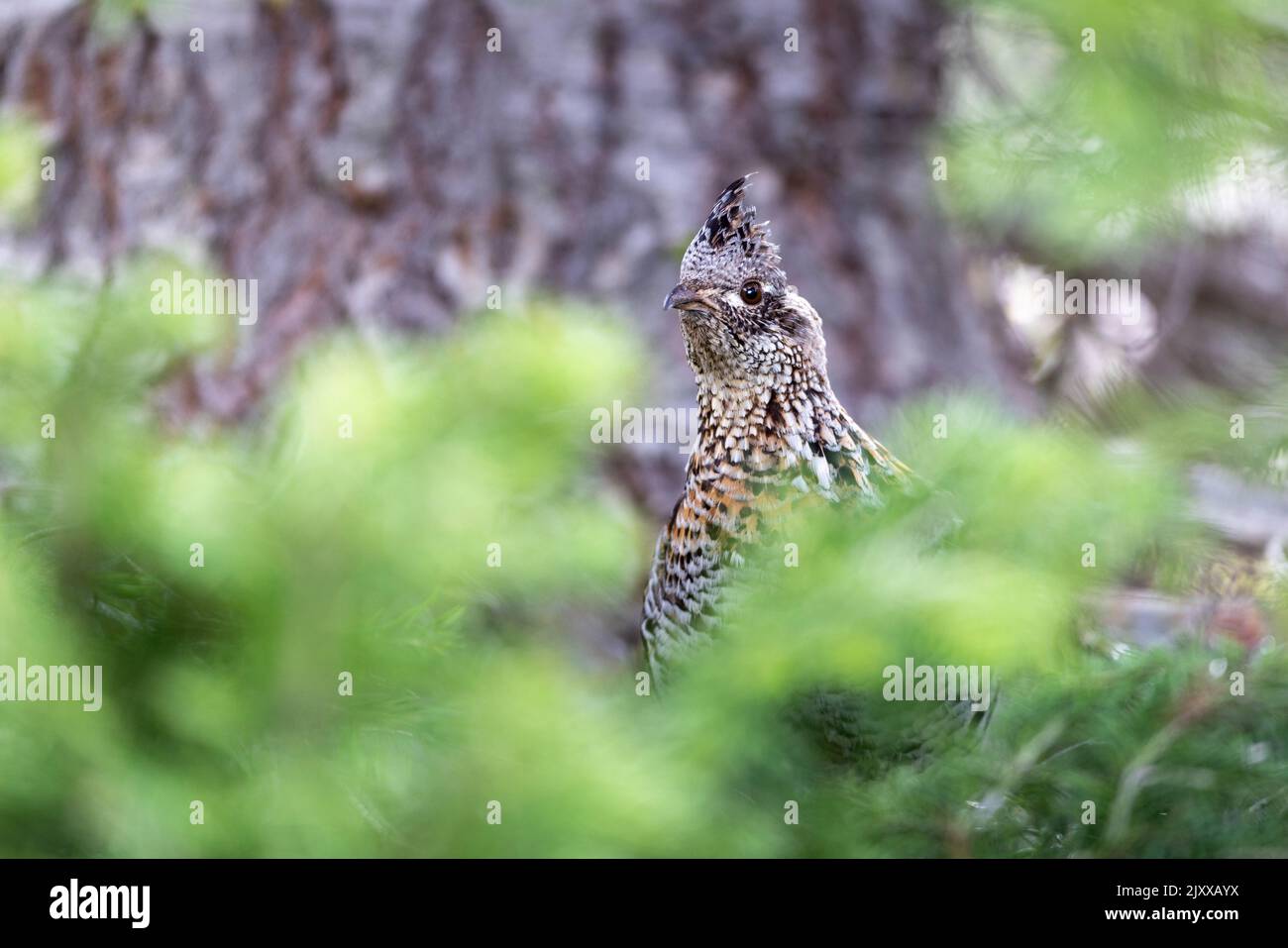 A female ruffed grouse hiding below the base of a spruce tree. Grand ...