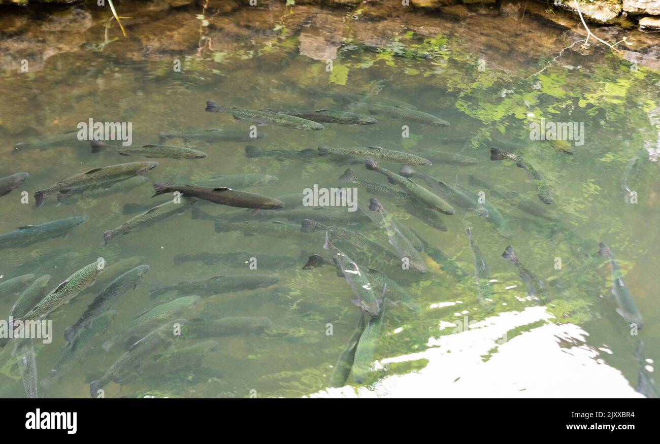 Freshwater fish in a water reservoir. Lots of fish in the shoal. A ...