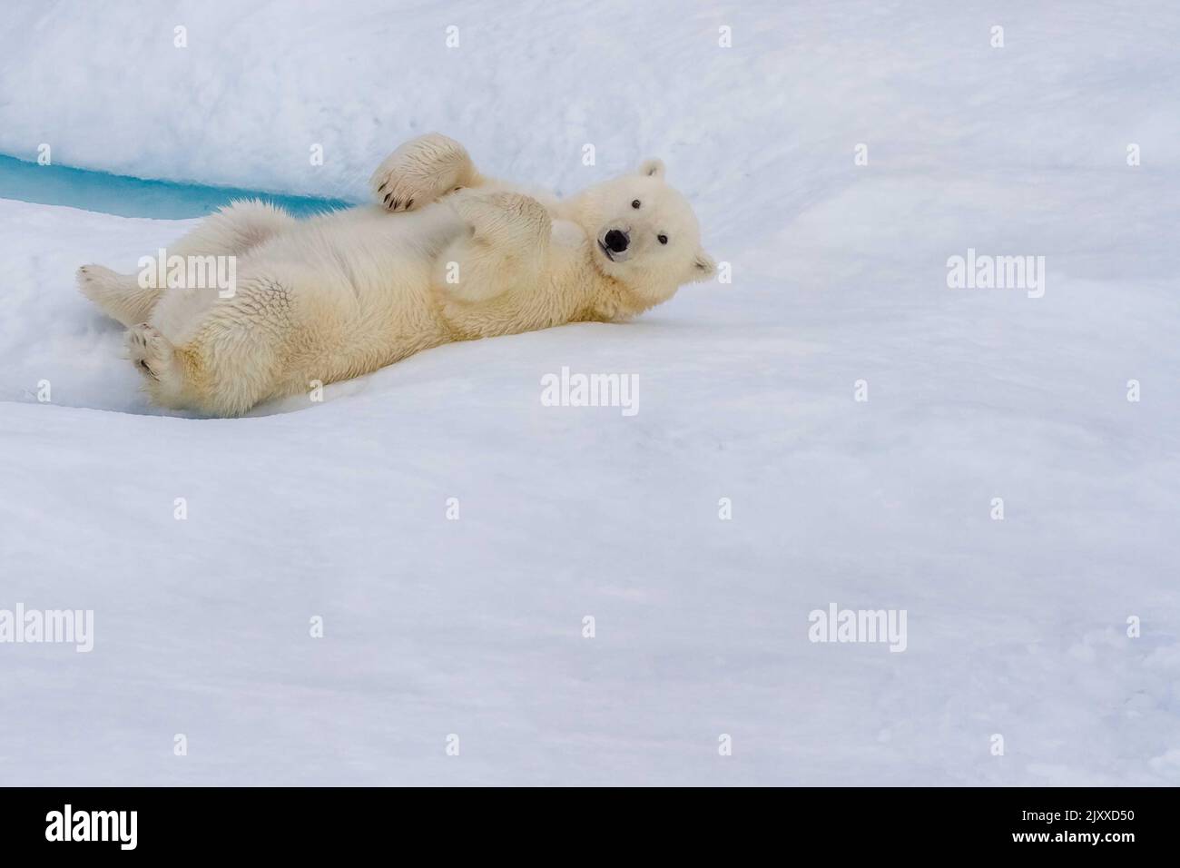 Polar bear rolling in snow on ice flow in the Viscount Melville Sound ...