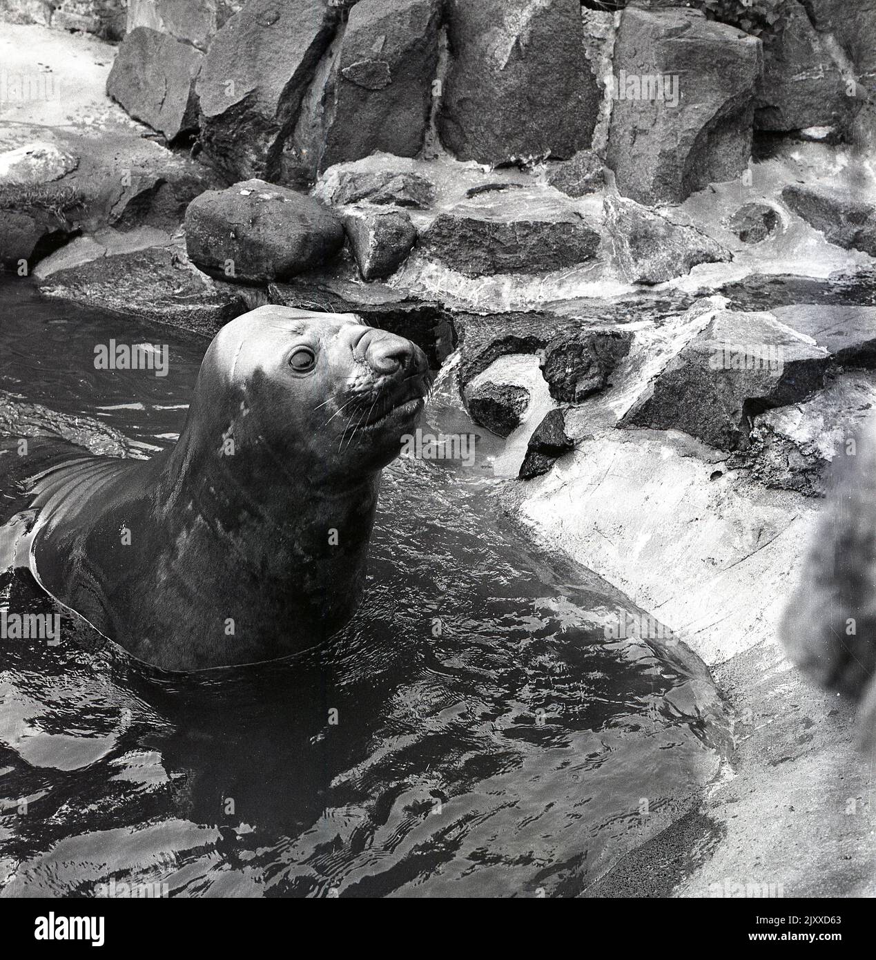 Sea lion enclosure zoo hi-res stock photography and images - Alamy