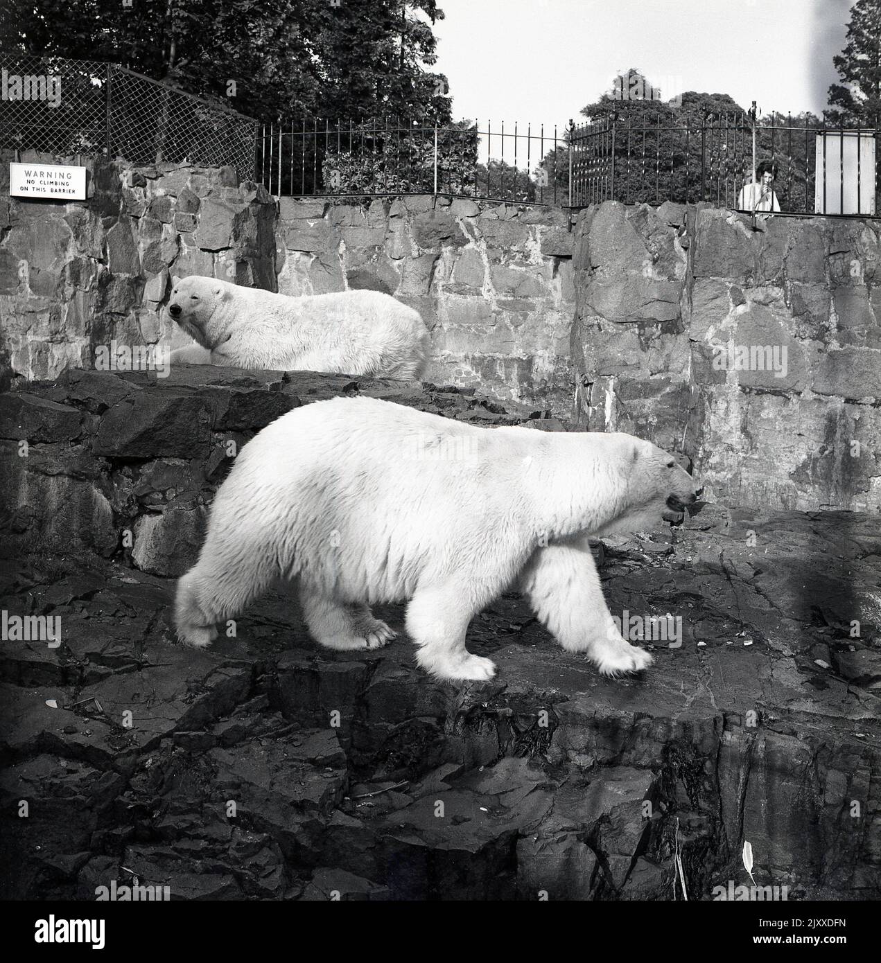 1965, historical, two poplar bears in their enclosure at Edinburgh Zoo ...