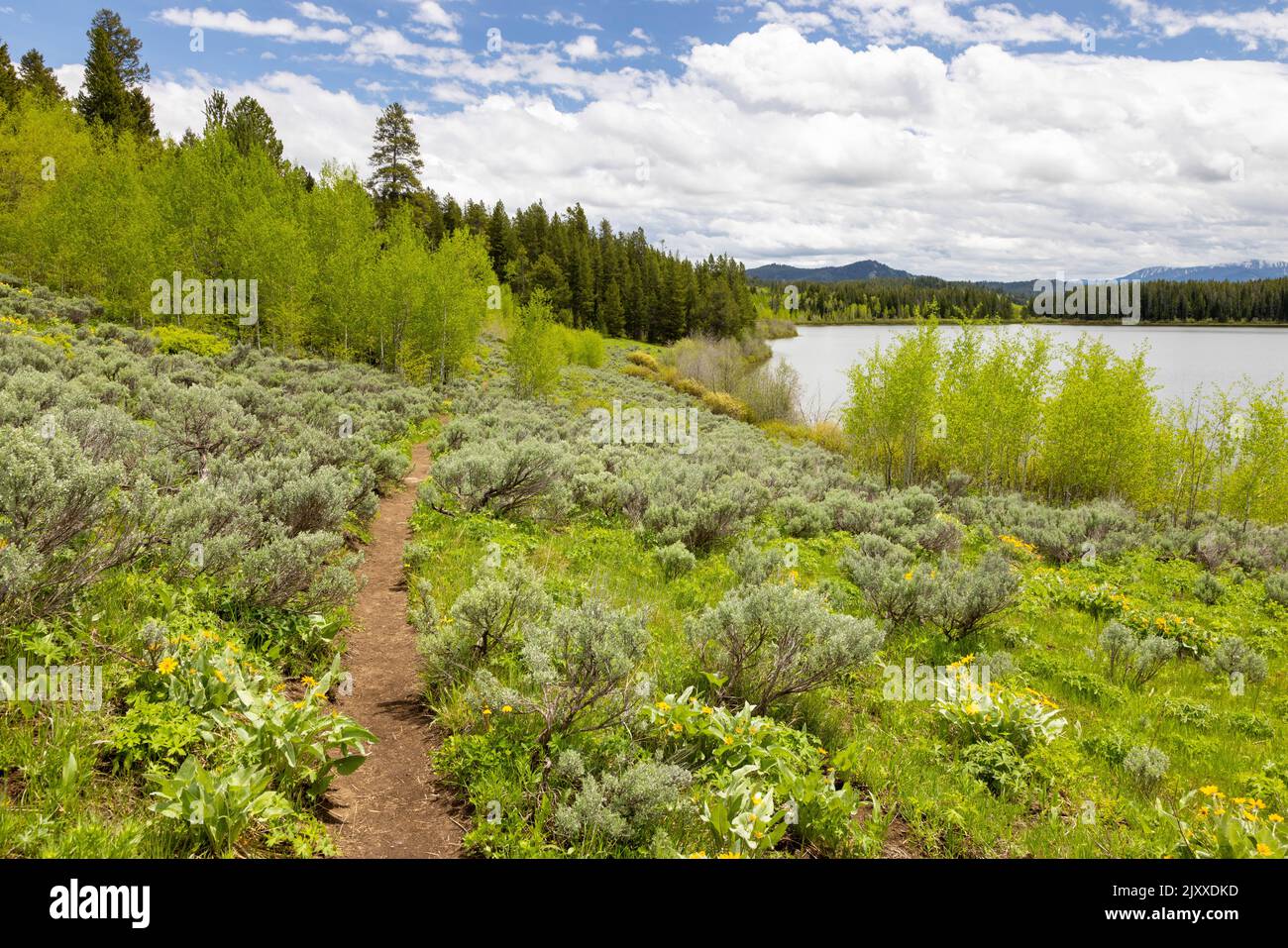 The Two Ocean Lake Trail bending through a meadow above Two Ocean Lake ...