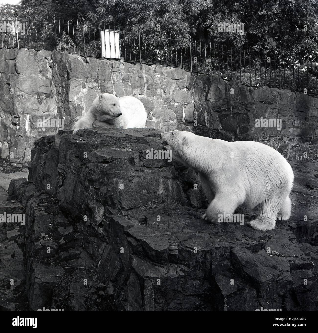 1965, historical, two poplar bears in their enclosure at Edinburgh Zoo ...
