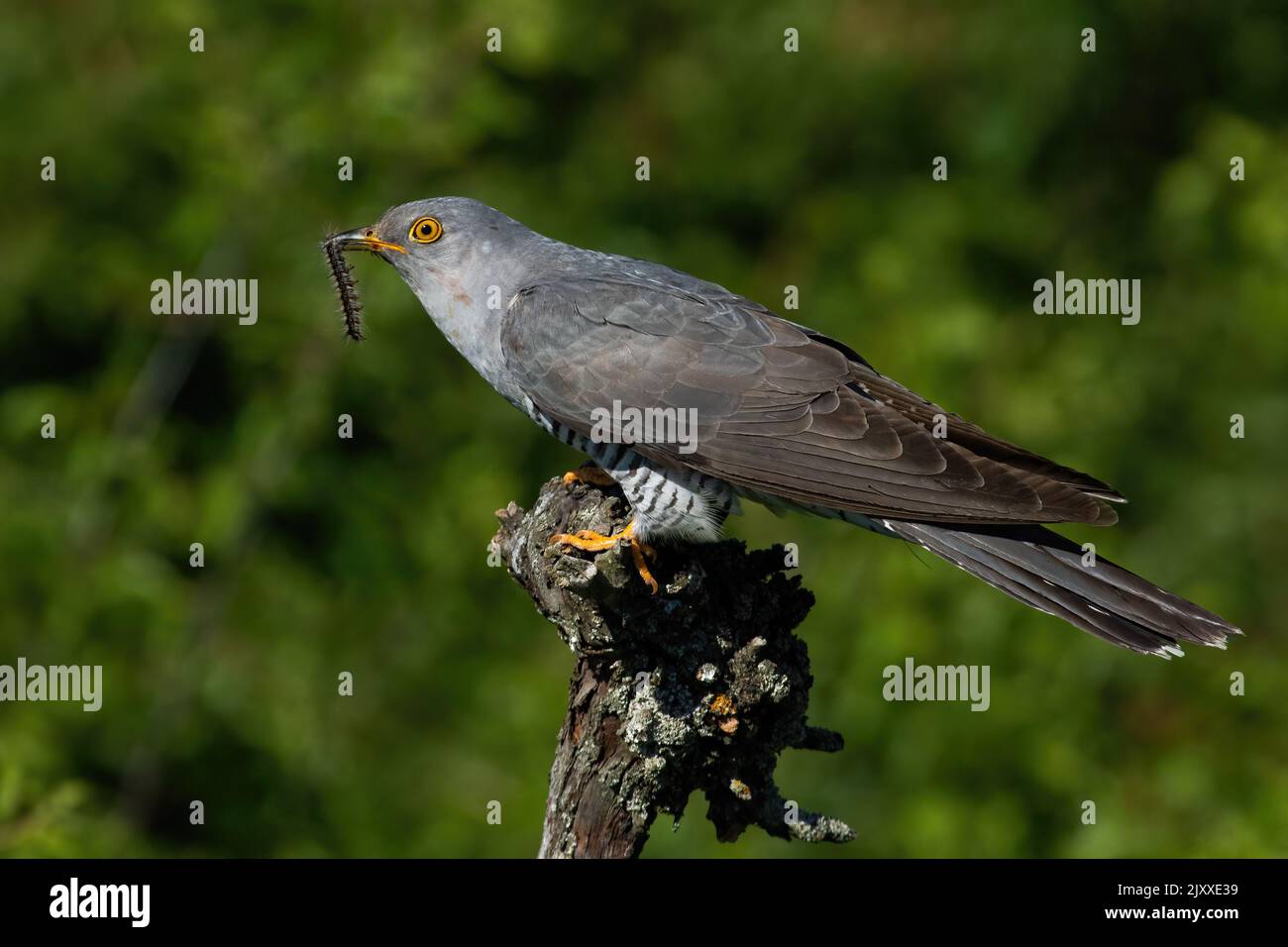 Common cuckoo holding caterpillar in beak in summer Stock Photo - Alamy
