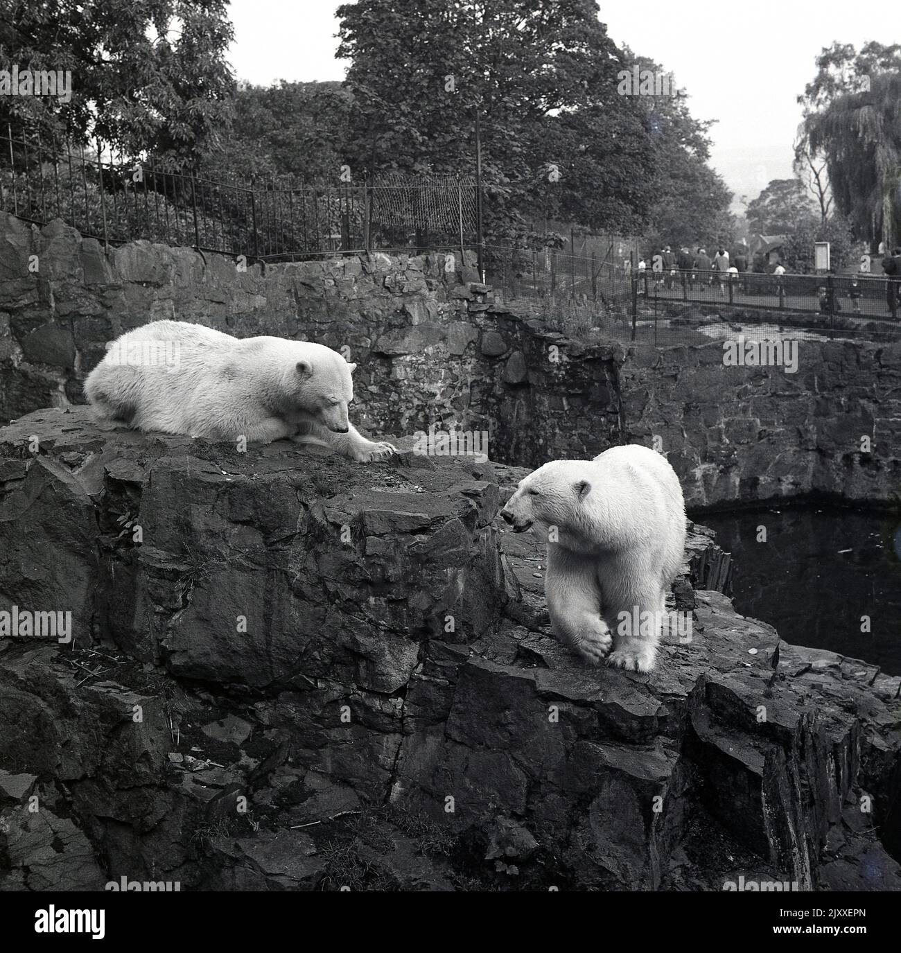 1965, historical, two poplar bears in their enclosure at Edinburgh Zoo ...
