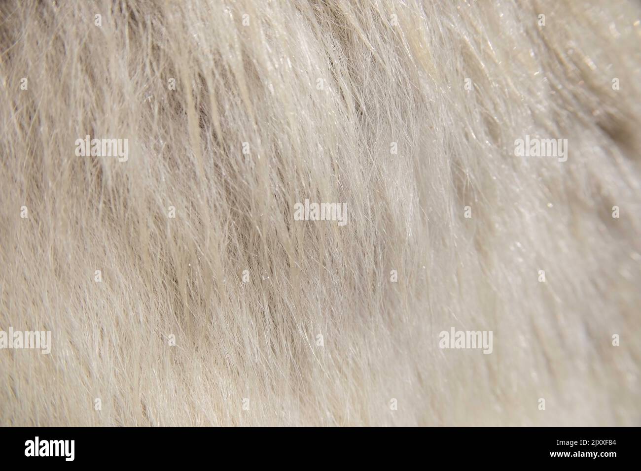 Polar bear hair close up hi-res stock photography and images - Alamy