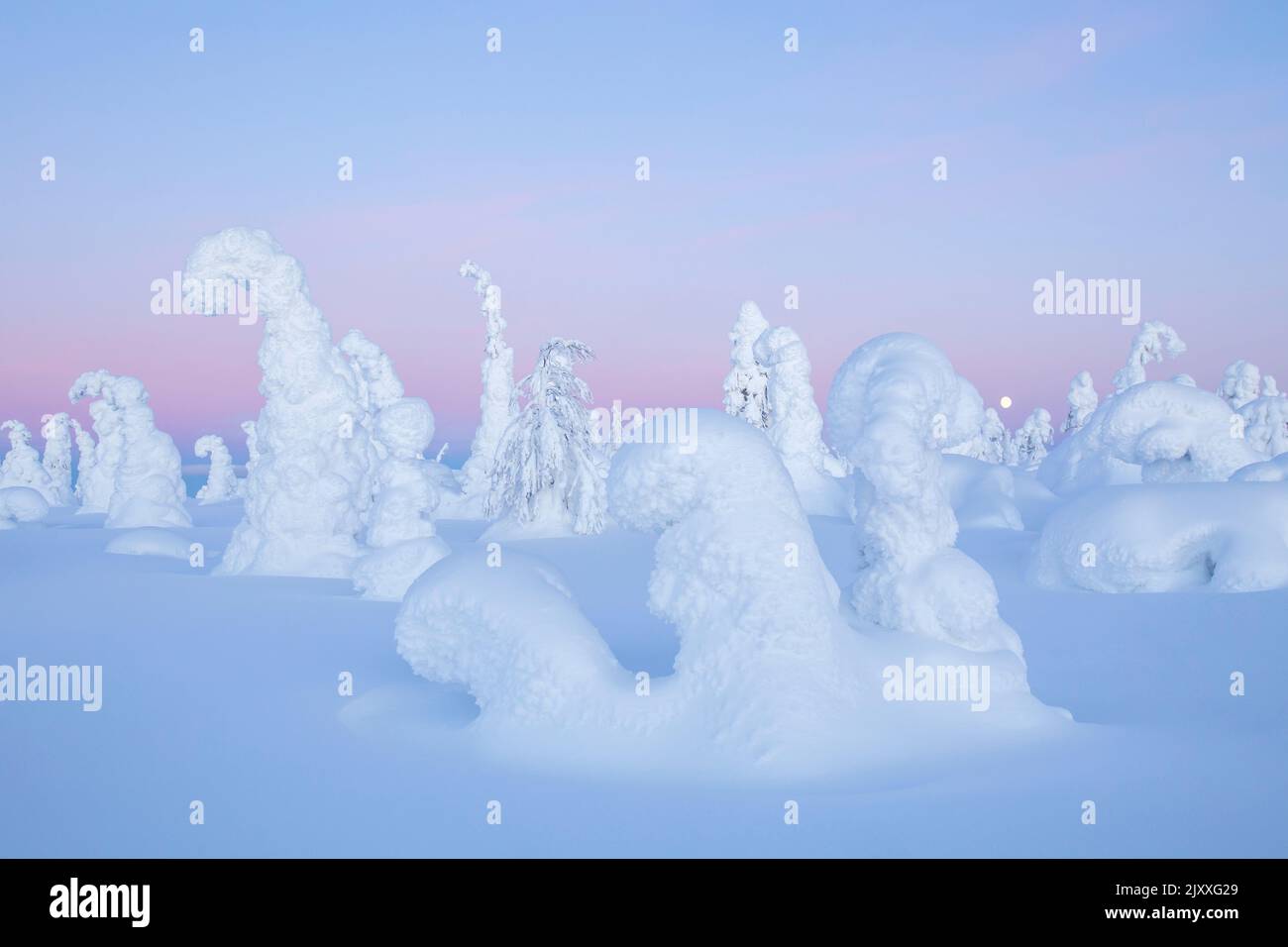 Trees with crown snow loads on a cold winter morning after sunrise in ...