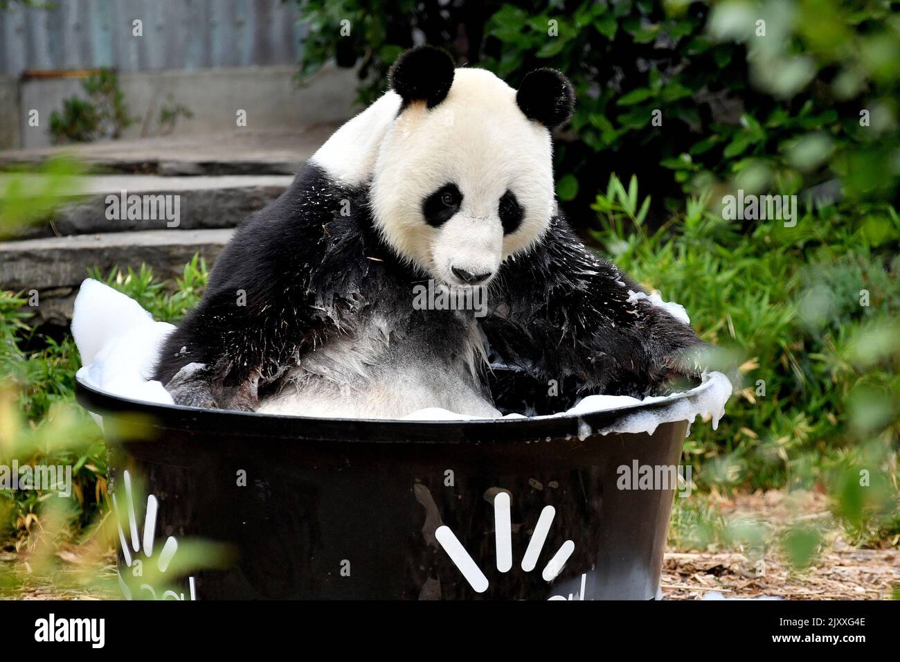 Male Panda 'Wang Wang' enjoys a bubble bath at Adelaide Zoo, Adelaide ...