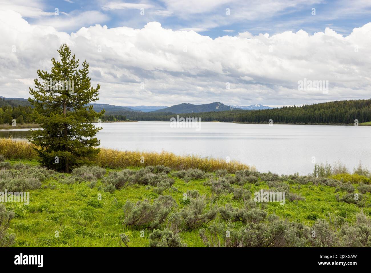 A lone evergreen tree growing along the shore of Two Ocean Lake. Grand ...