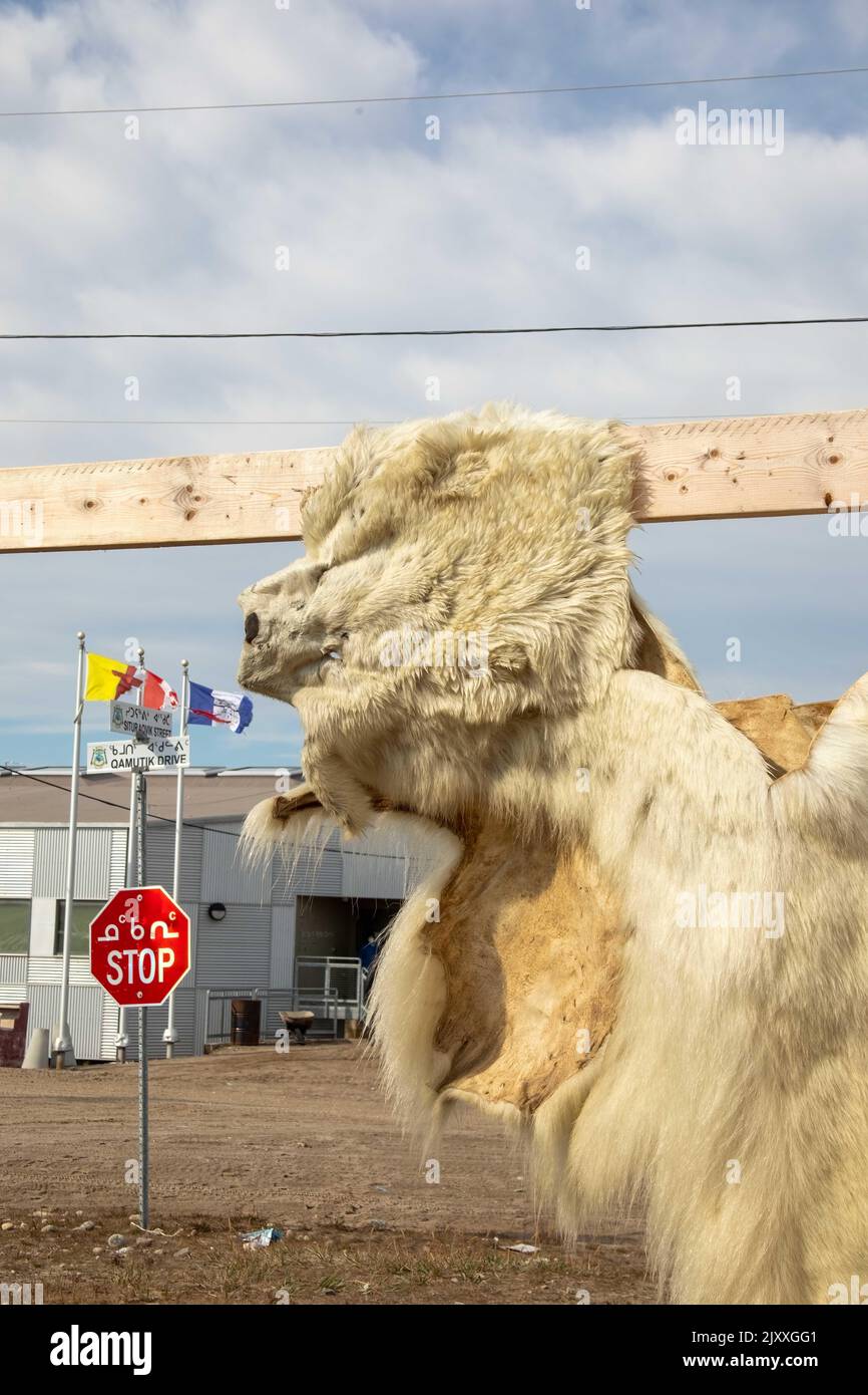 Tanned polar bear hide cut for clothing on display on street in front ...