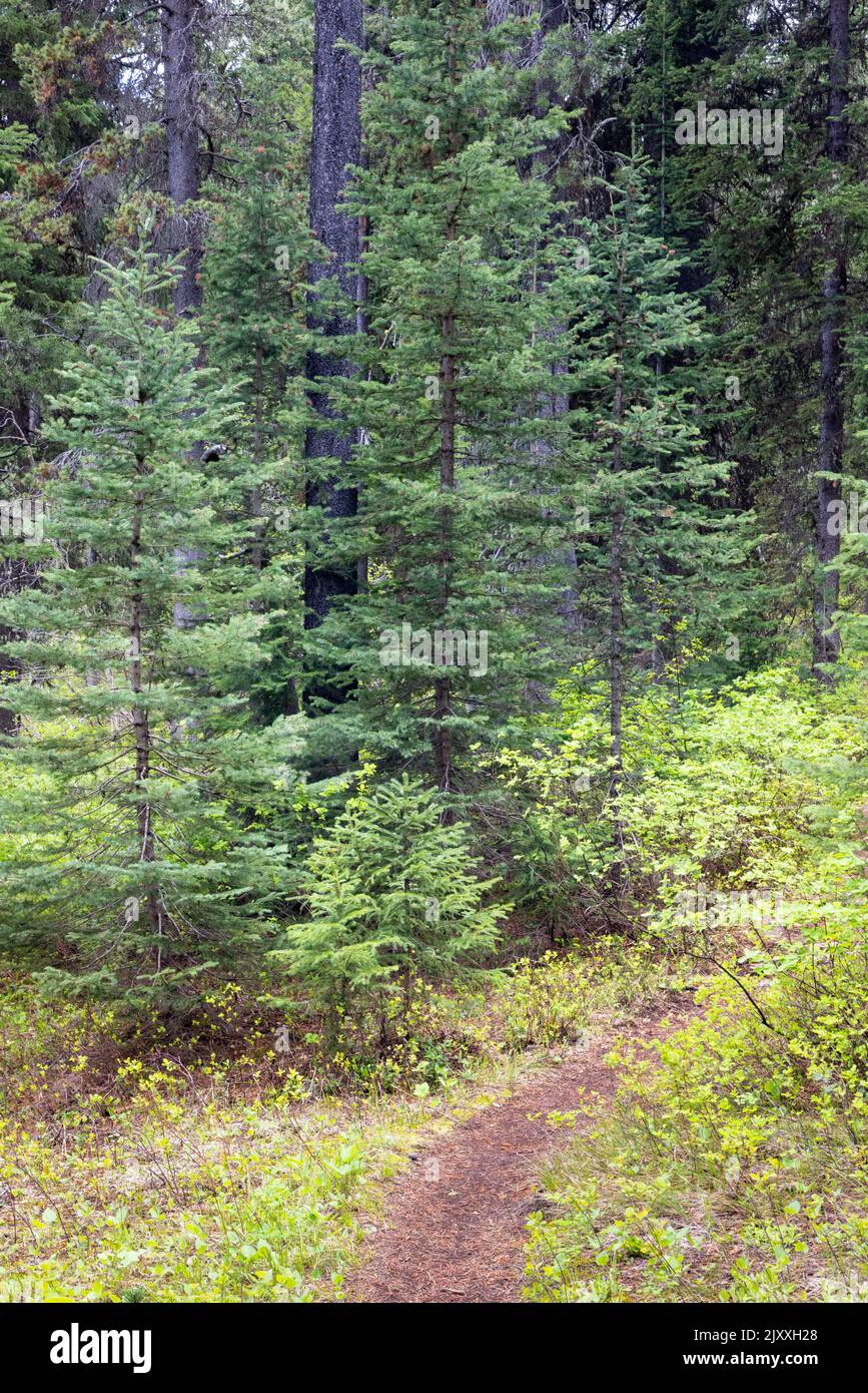 The Two Ocean Lake Trail winding through dense and mature woods. Grand ...