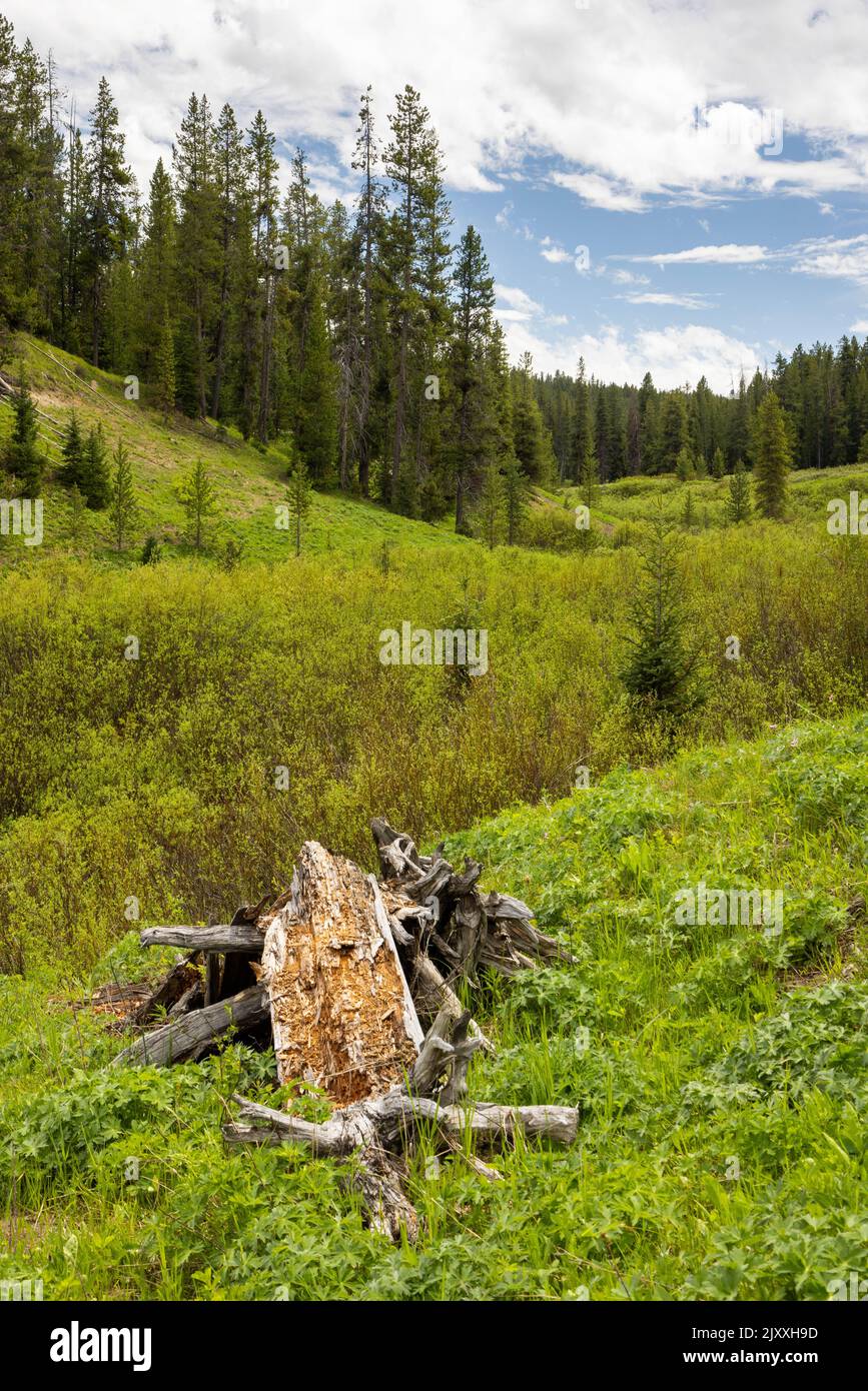 An old decaying log lying in a meadow above a drainage along the Two ...