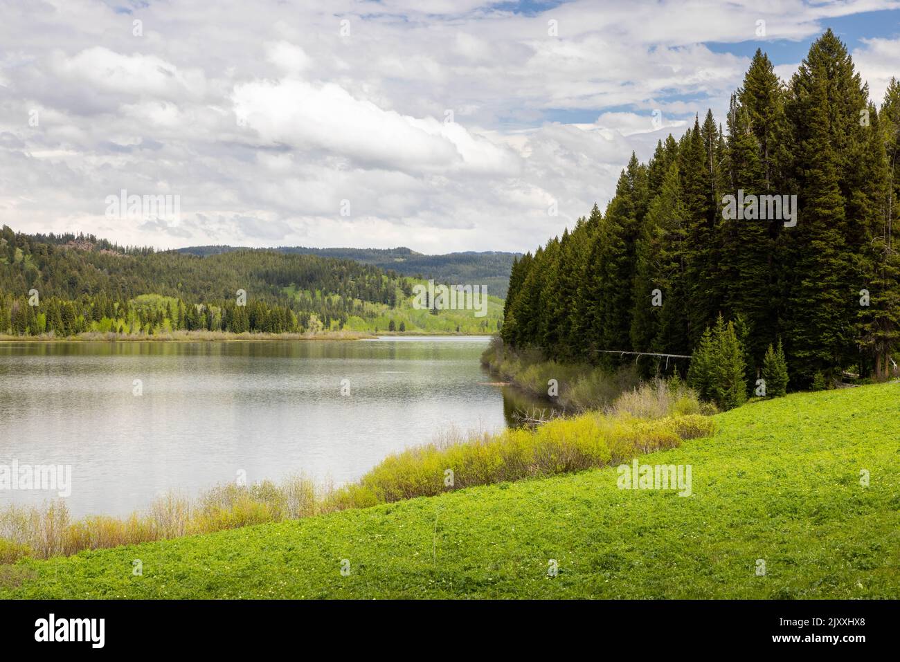 A large meadow and thick forest rising above Two Ocean Lake. Grand ...