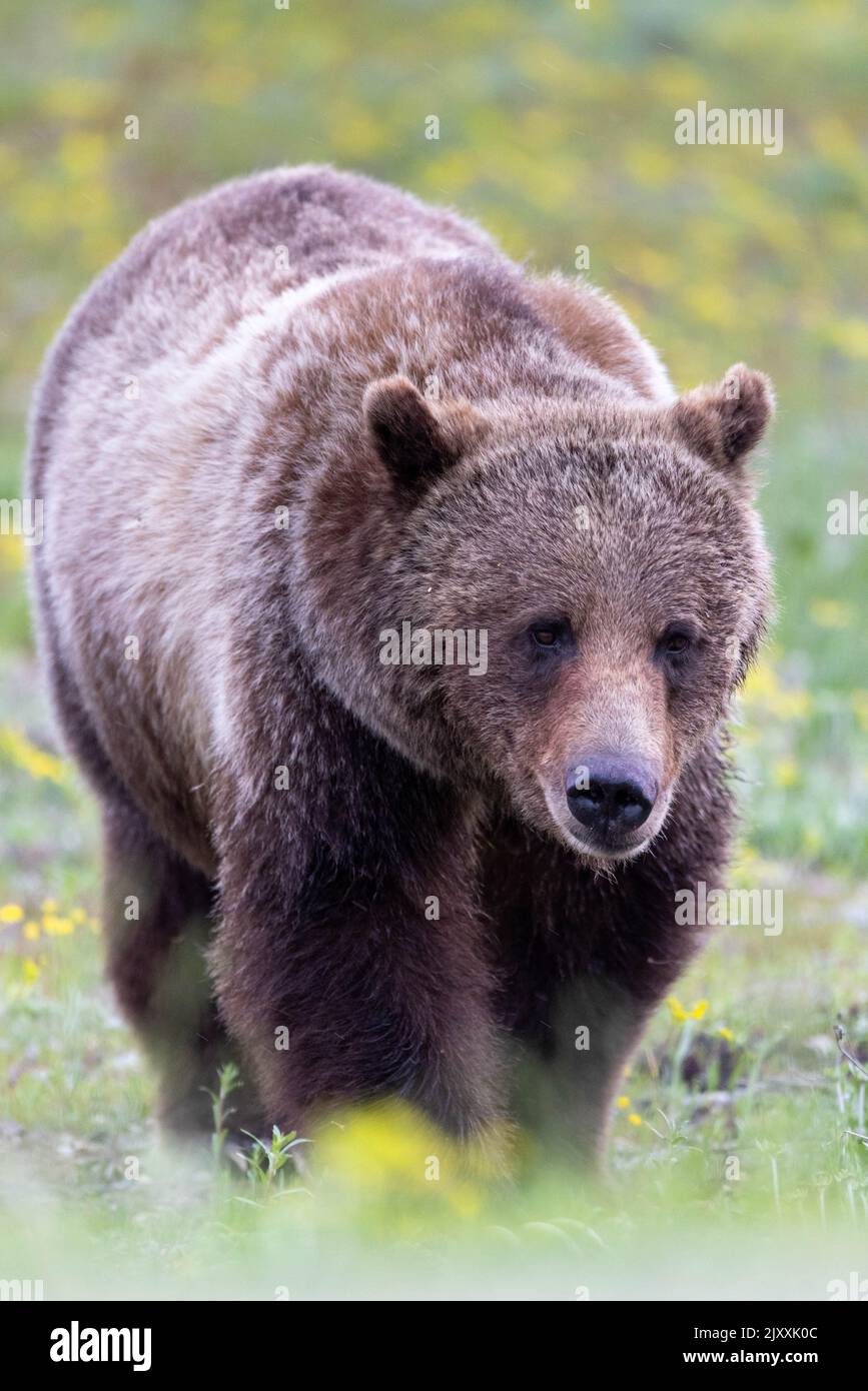 Grizzly Bear #399 approaching through a field of wildflowers. Grand ...