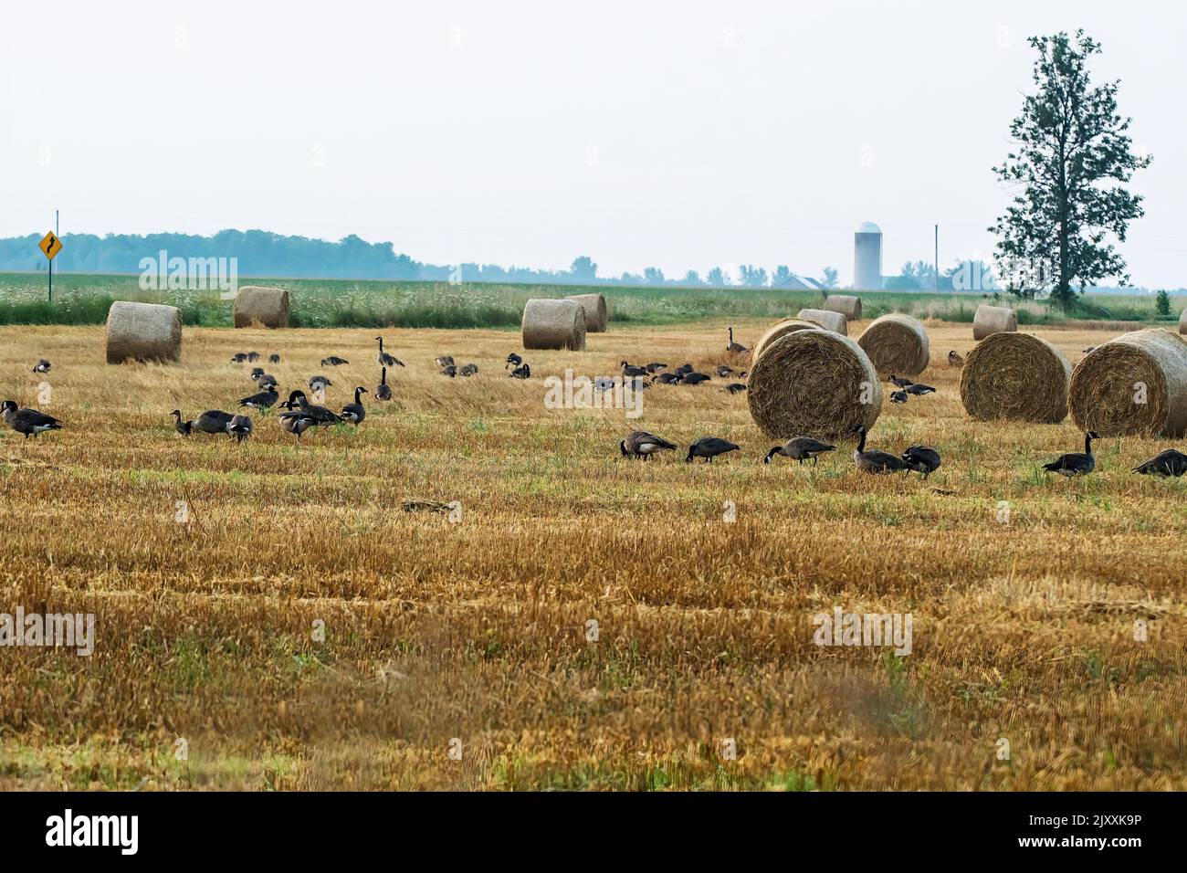 Farm field with hay bales and Canada geese in Ontario Canada Stock ...