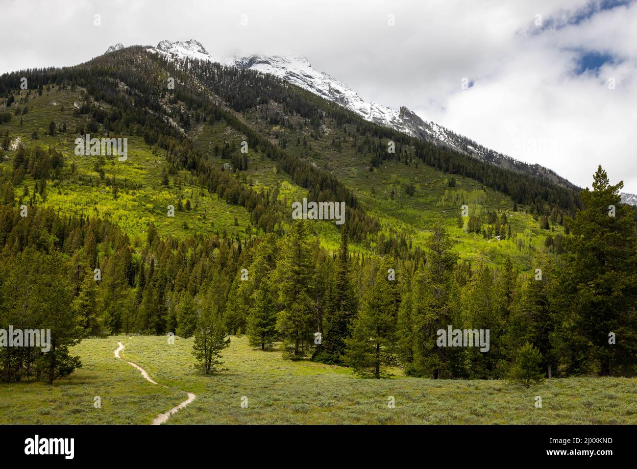 Mount Moran rising high above the Trapper Lake Trail as it wanders ...