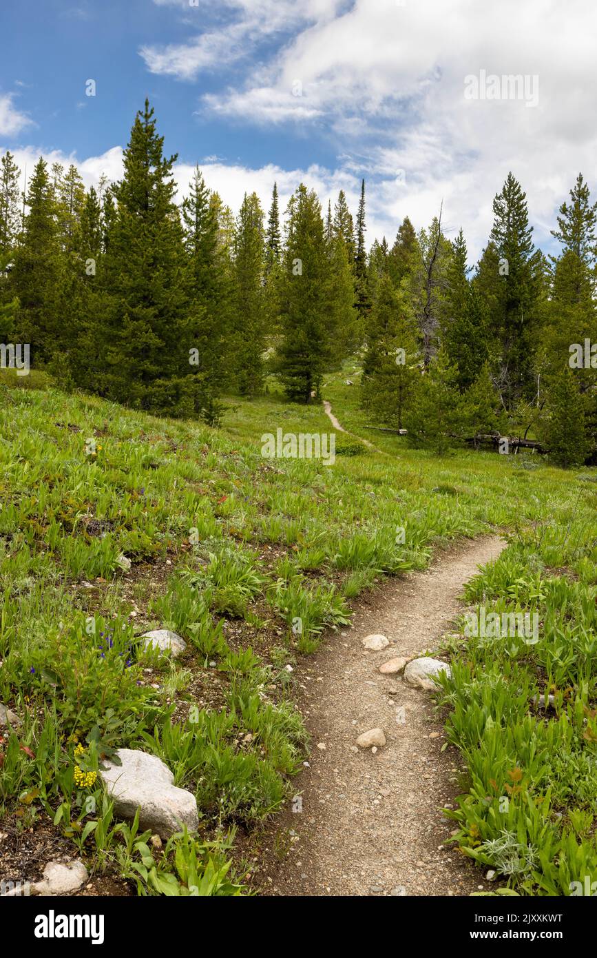The Trapper Lake Trail winding over green spring hills through a meadow ...