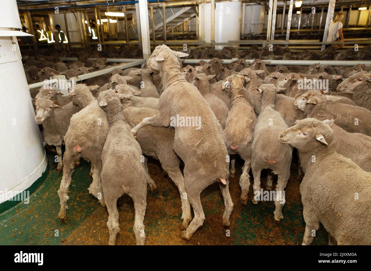 Sheep destined for the Middle East loaded in pens onboard the Al ...