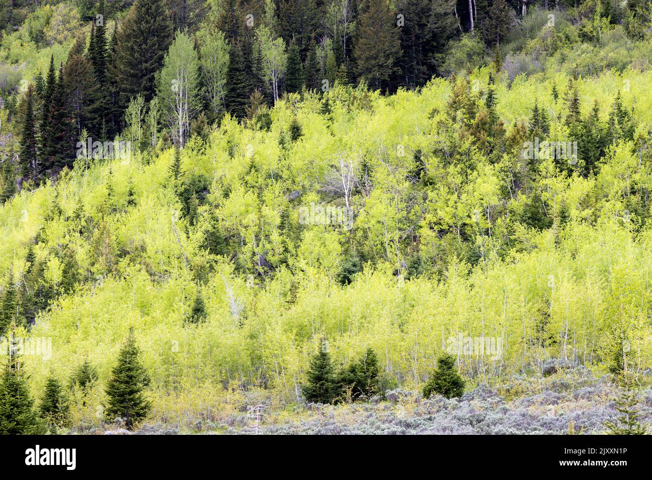 A large grove of aspen trees growing along the base of Mount Moran ...
