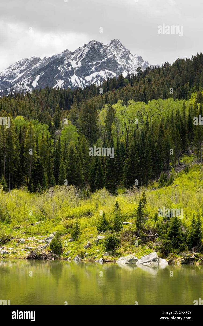 A large grove of aspen trees growing along the base of Mount Moran ...