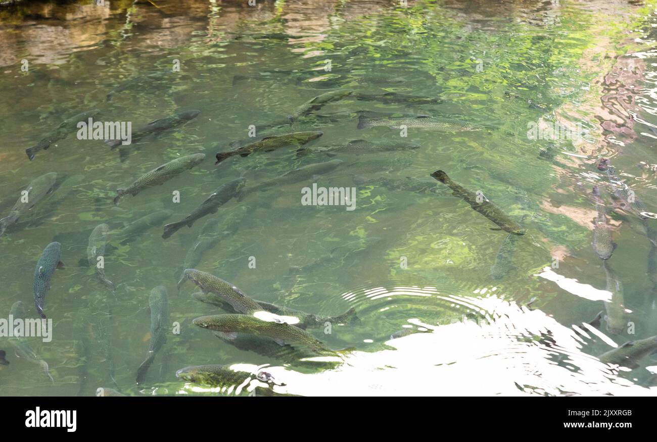 Freshwater fish in a water reservoir. Lots of fish in the shoal. A ...
