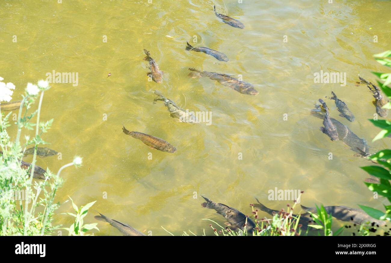 Freshwater fish in a water reservoir. Lots of fish in the shoal. A ...