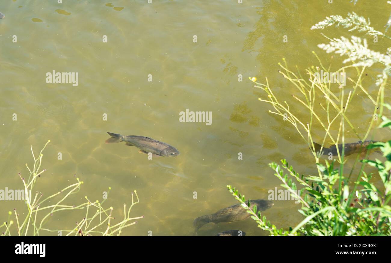 Freshwater fish in a water reservoir. Lots of fish in the shoal. A ...