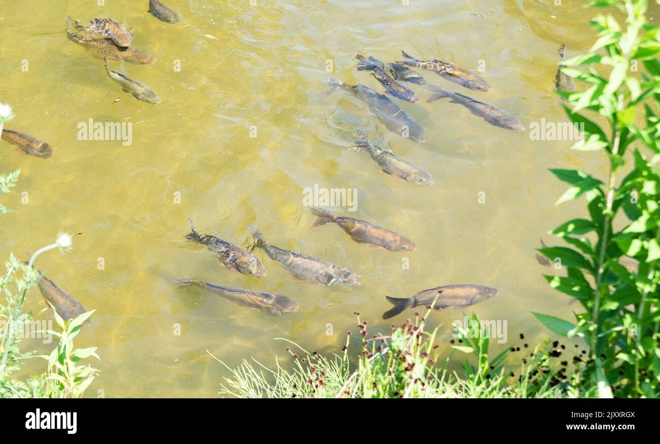 Freshwater fish in a water reservoir. Lots of fish in the shoal. A ...