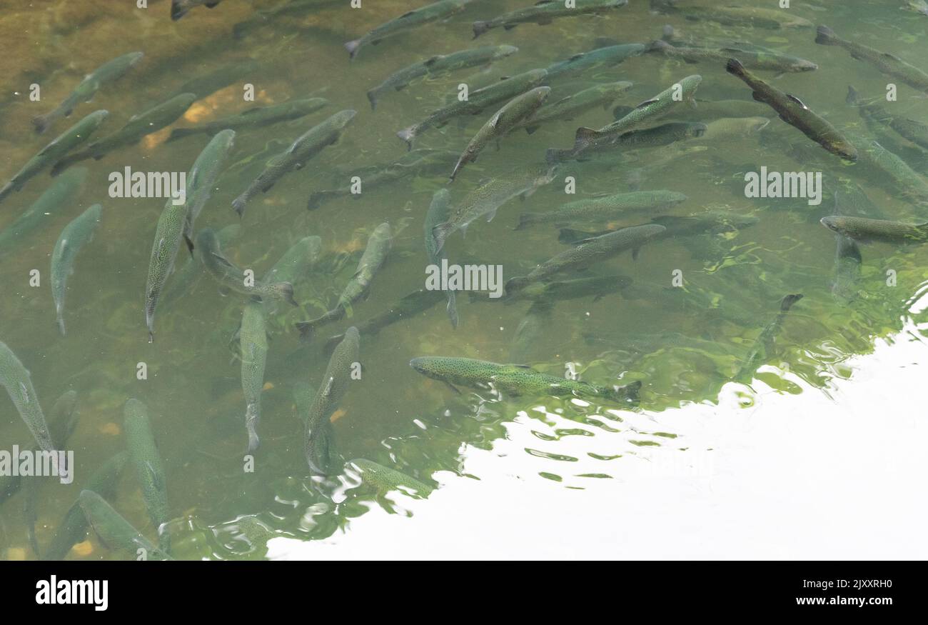 Freshwater fish in a water reservoir. Lots of fish in the shoal. A ...