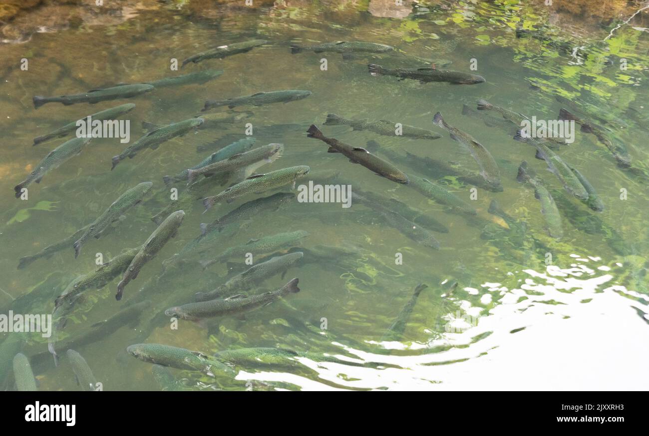 Freshwater fish in a water reservoir. Lots of fish in the shoal. A ...